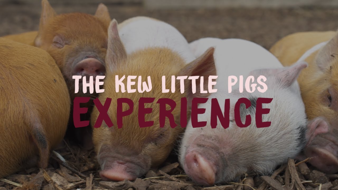 The Kew Little Pig Experience - YouTube