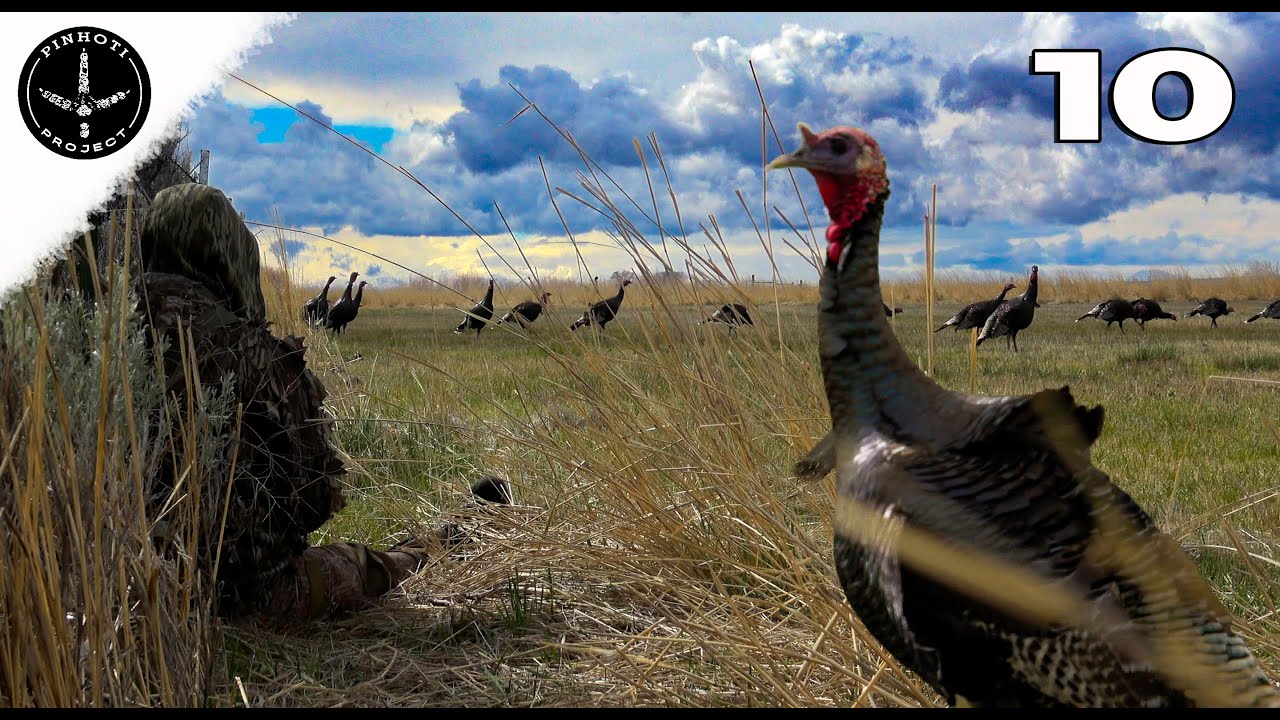a FLOCK within REACH | TURKEY HUNTING with UNIQUE CHALLENGES | HUNTING ...