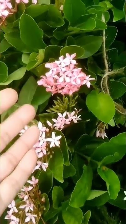 Rukmini Ixora Plants π Summer Evergreen Flowering Plants Shorts