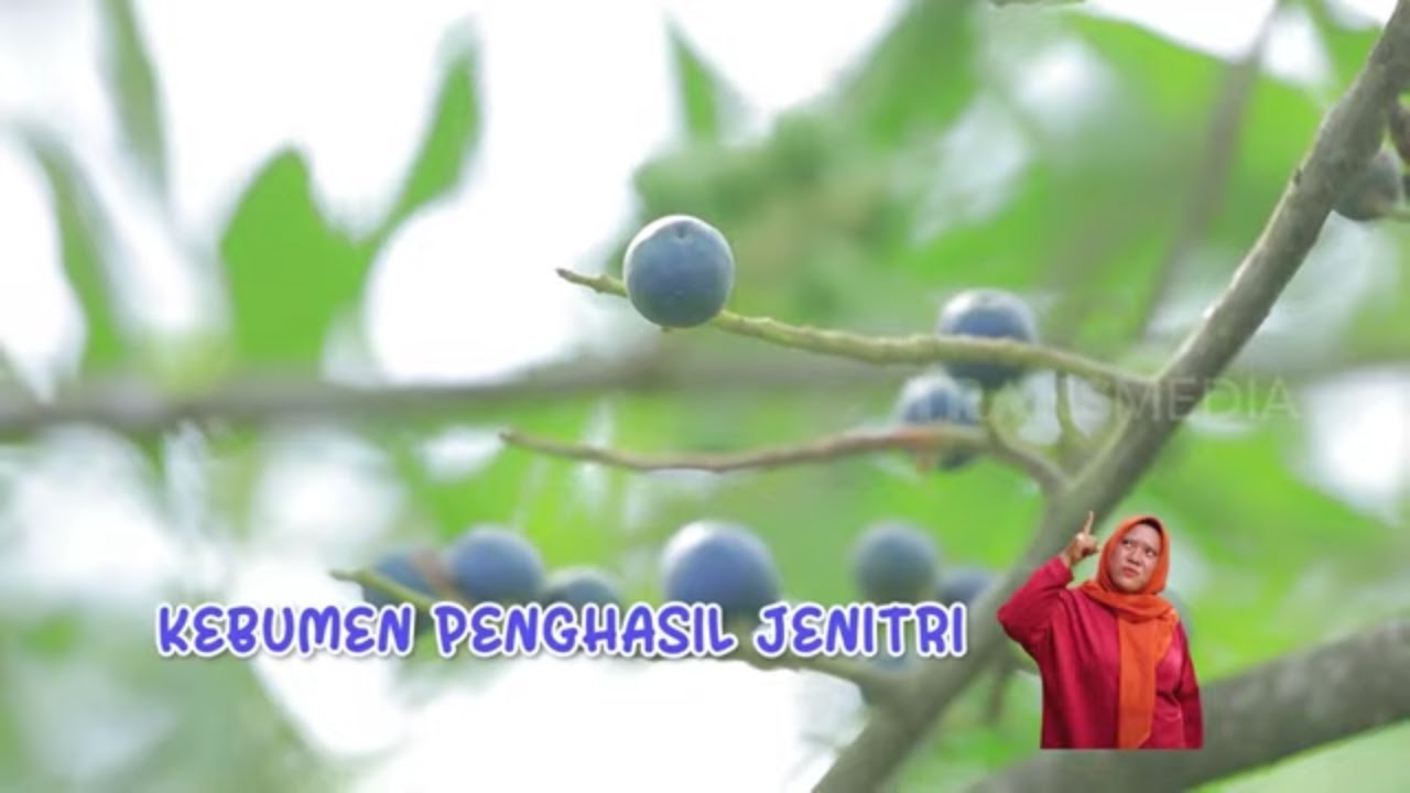 Mengolah Buah Jenitri Jadi Wedang Ronde | ENAH BIKIN ENAK (27/07/22 ...