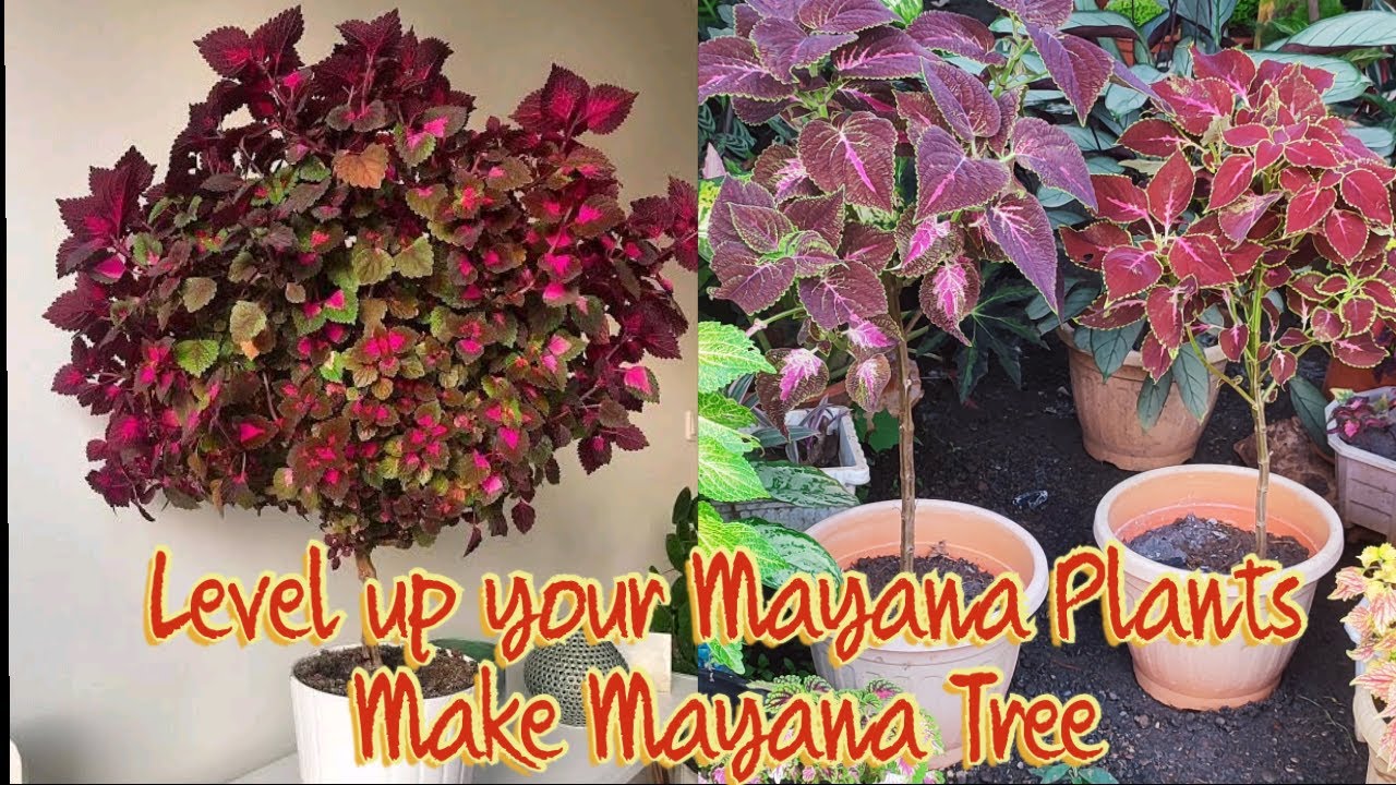 HOW TO MAKE MAYANA TREE | LEVEL UP YOUR MAYANA #coleus #topiary - YouTube