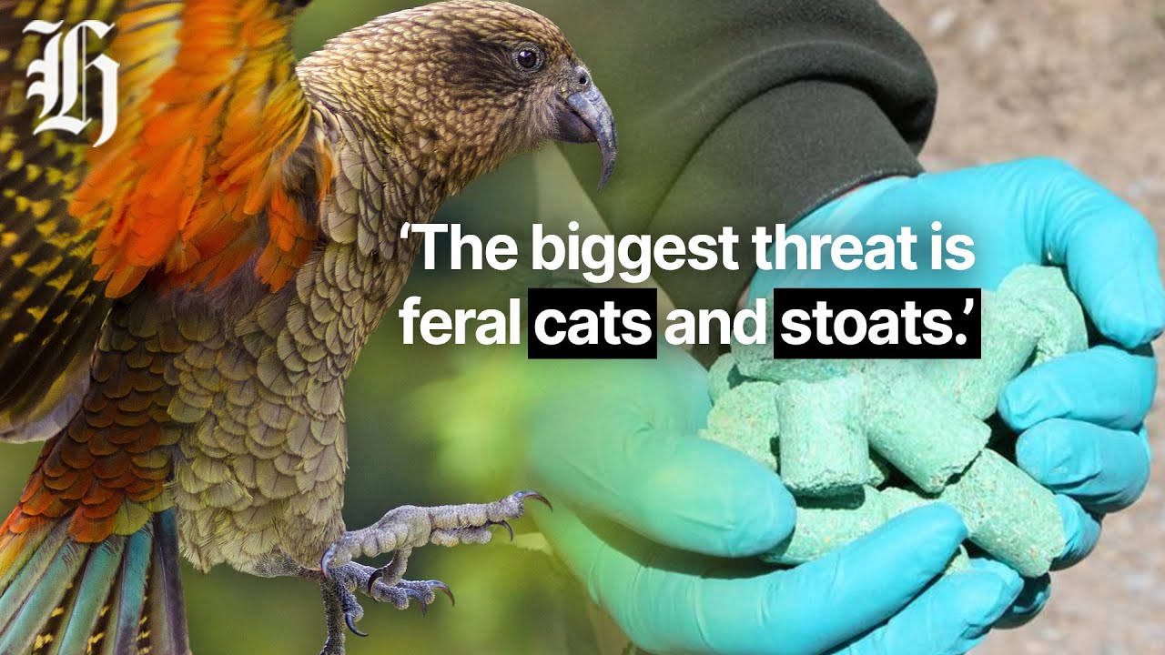 Kea are eating 1080: A conservation crisis? - YouTube
