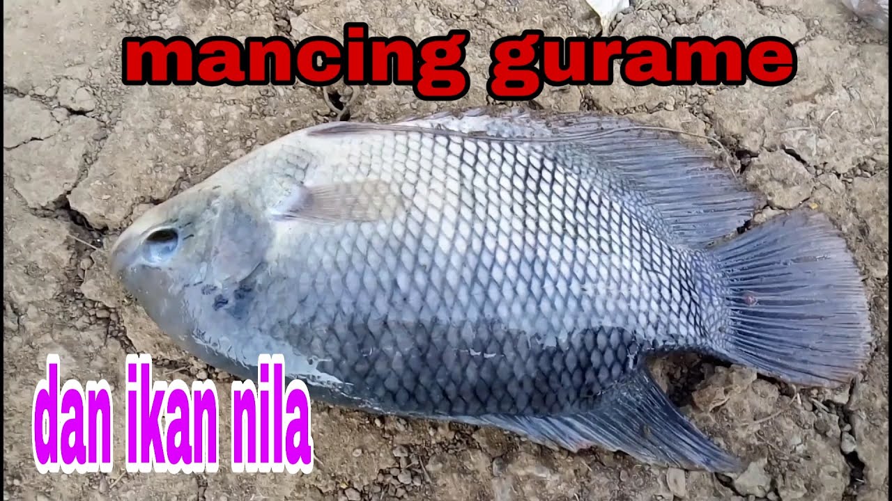 Mancing nila dan gurame di Empang #Hadeliochannel , #mancing - YouTube