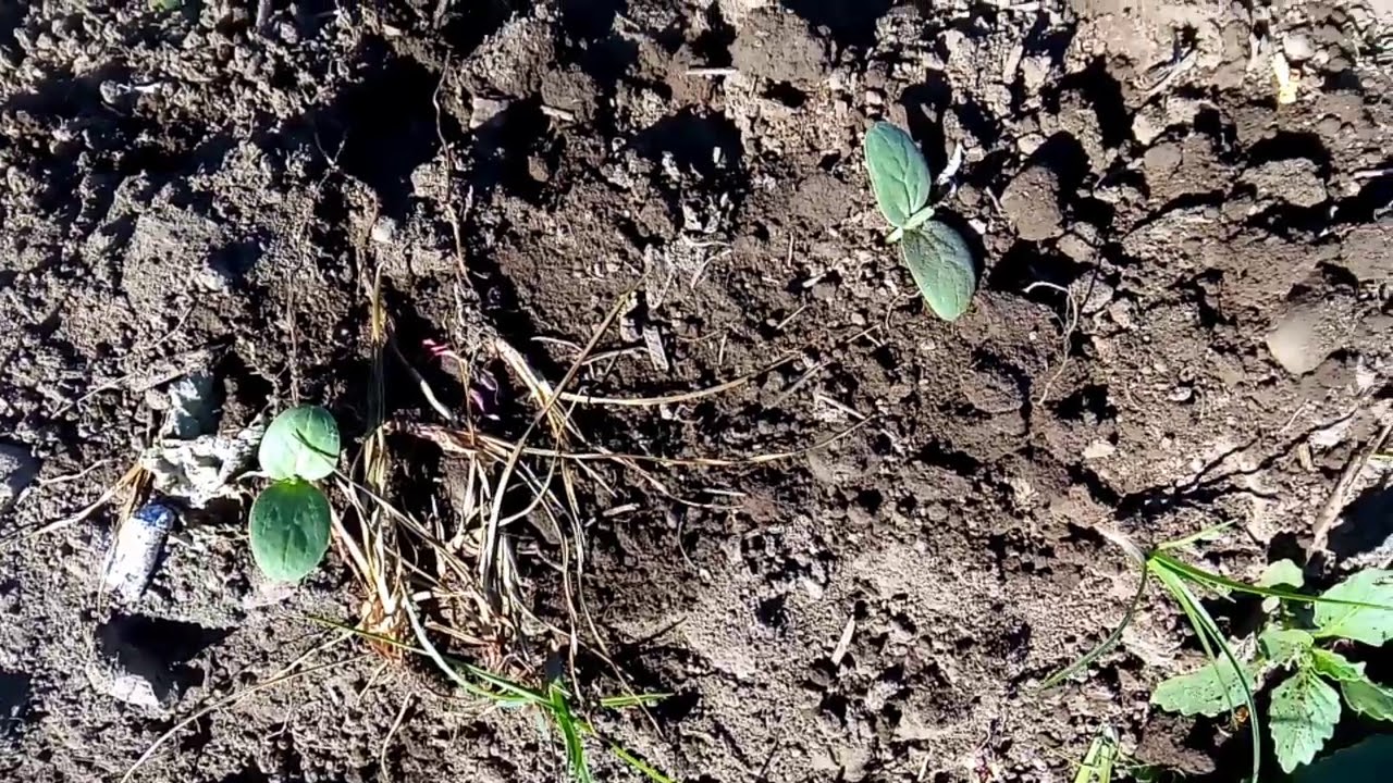 Copucha, riego y siembra - YouTube