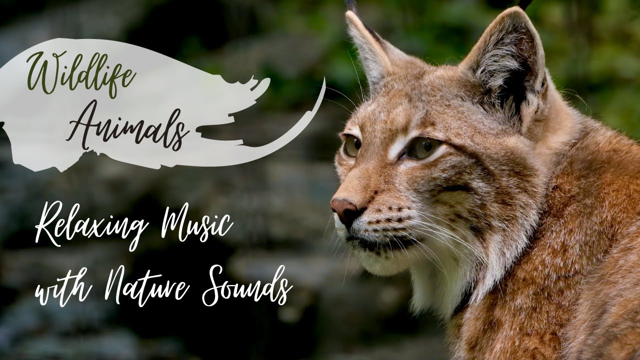 Wildlife Animals - Relaxing Music with Nature Sounds - YouTube
