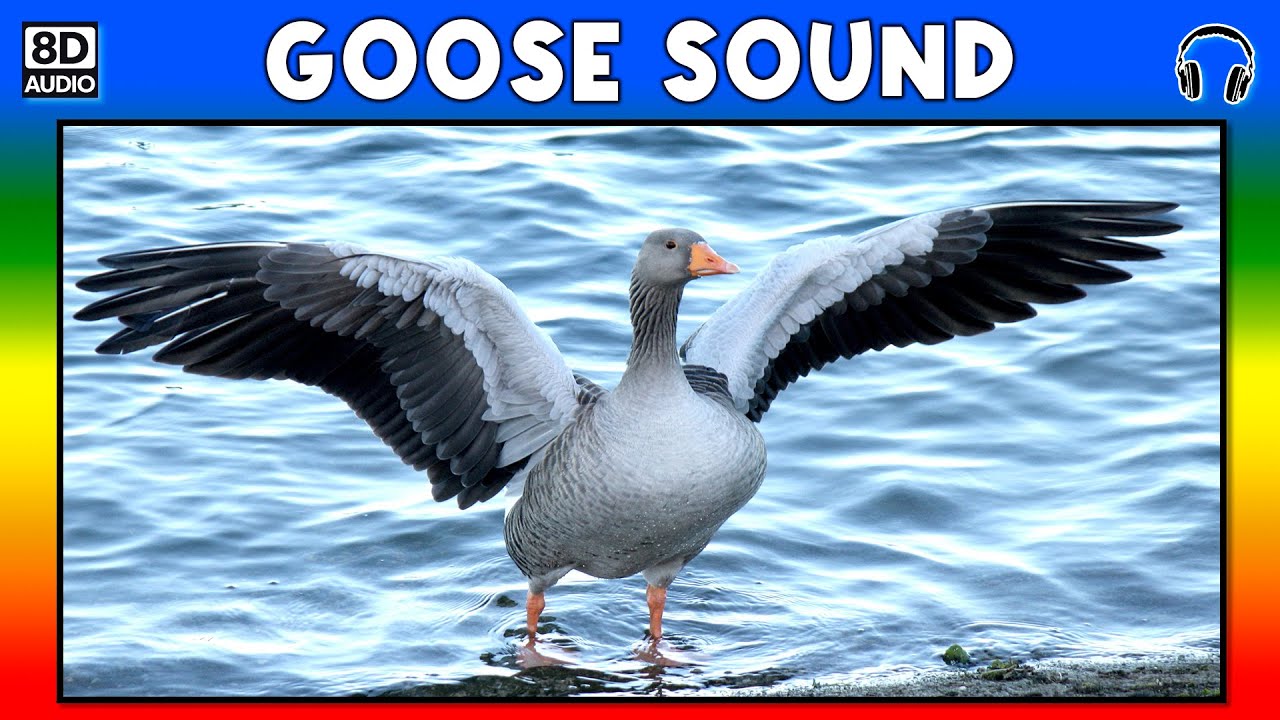 🦢 GOOSE SOUND - GOOSE SOUND EFFECT - SOUND OF GOOSE - NOISE OF GOOSE ...