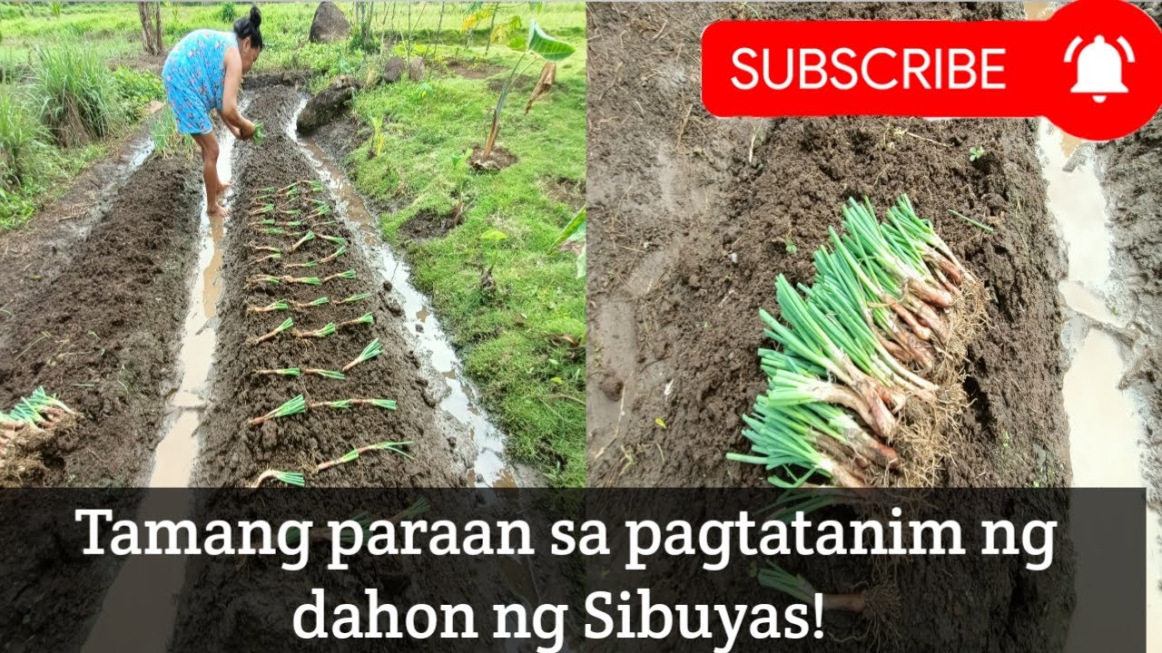 Tamang paraan ng pagtatanim ng Dahon ng Sibuyas #onion #sibuyas - YouTube
