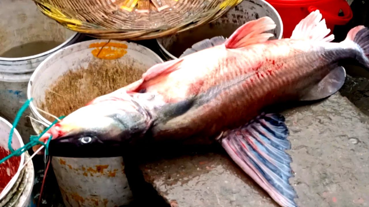 পদ্মার তাজা বড় আইর মাছ বাঘাইর মাছ বোয়াল মাছ কত বিক্রি হল দেখুন। Padma River Fish। - YouTube