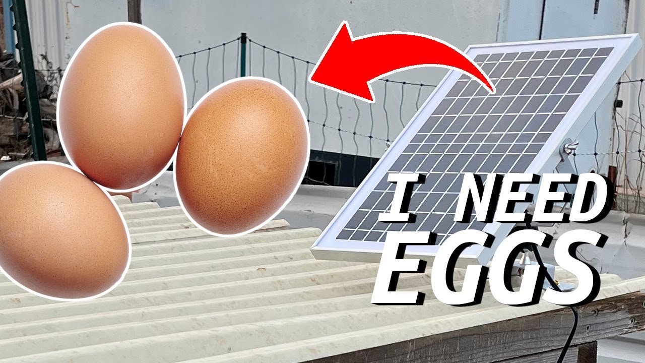 Reviving Egg Production with Solar Power! - YouTube