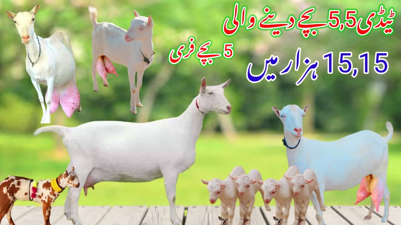 Beautiful Pur Tadi Barbari Goat|Teddy Burberry Goat Farming |Tadi ...