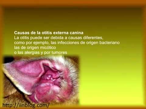 Desarrollo de la otitis en los perros - YouTube