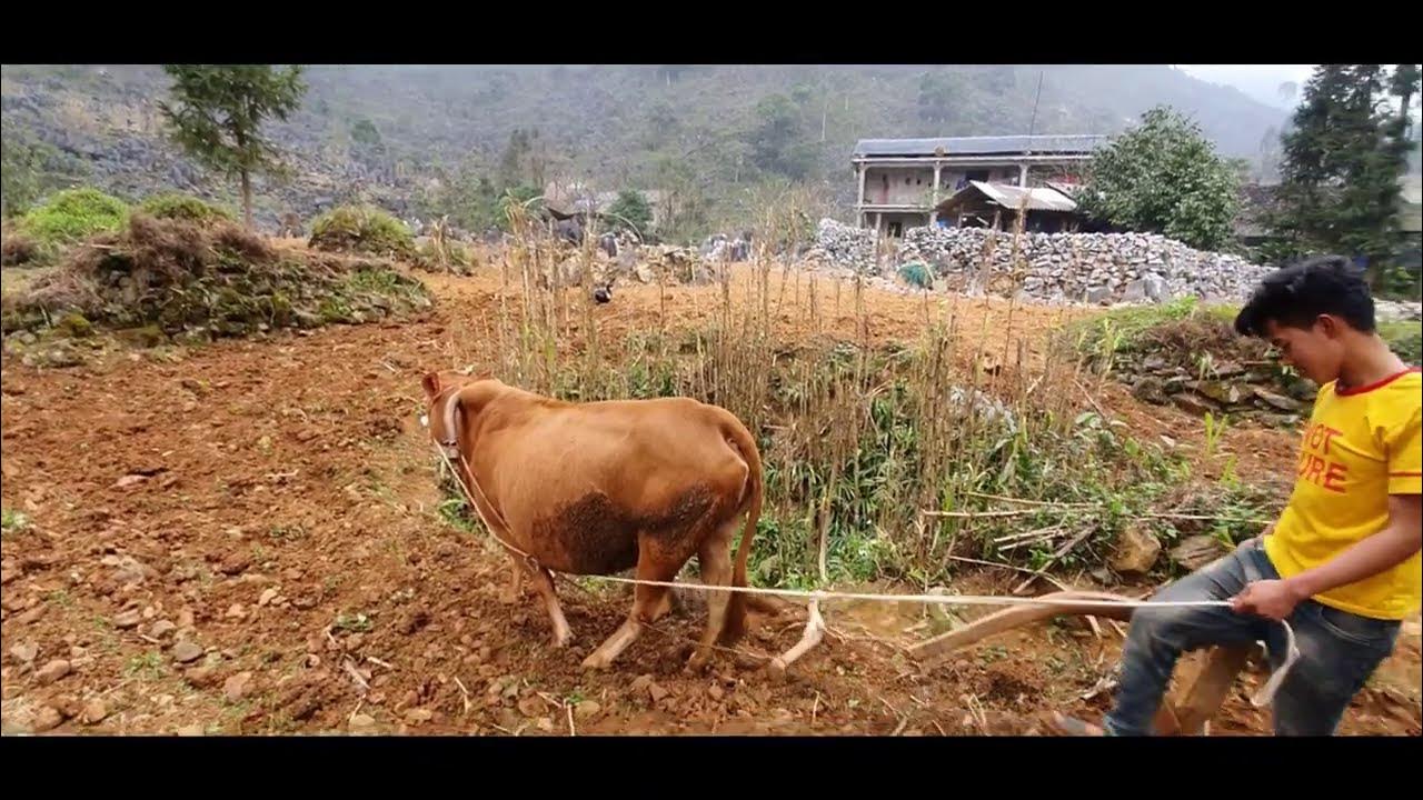 Laij Teb Pob Zeb Yuav Npaj Cog Pob Kws - YouTube