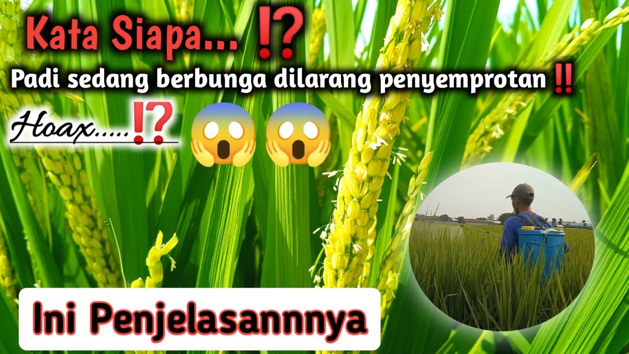 HATI - HATI Padi Berbunga jangan lakukan penyemprotan ⁉️ - YouTube