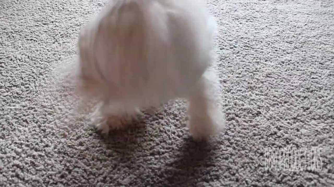 Dubstep Dog (Dubstep Cat Parody) - YouTube