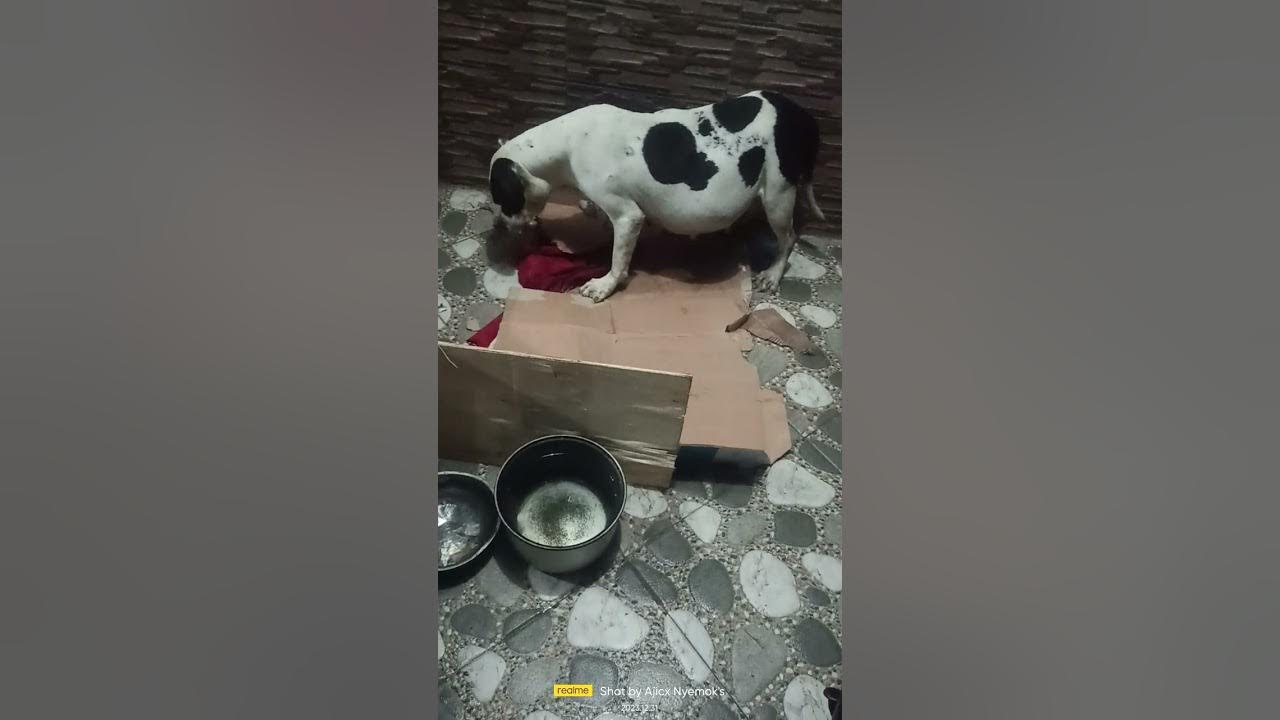 Ciri ciri anjing Pitbull mau melahirkan - YouTube