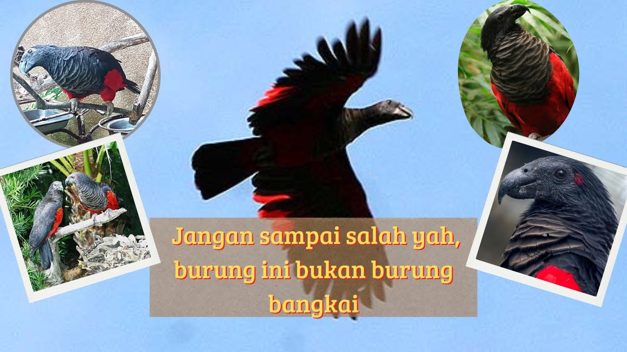 Fakta Menarik Nuri Kabare - YouTube