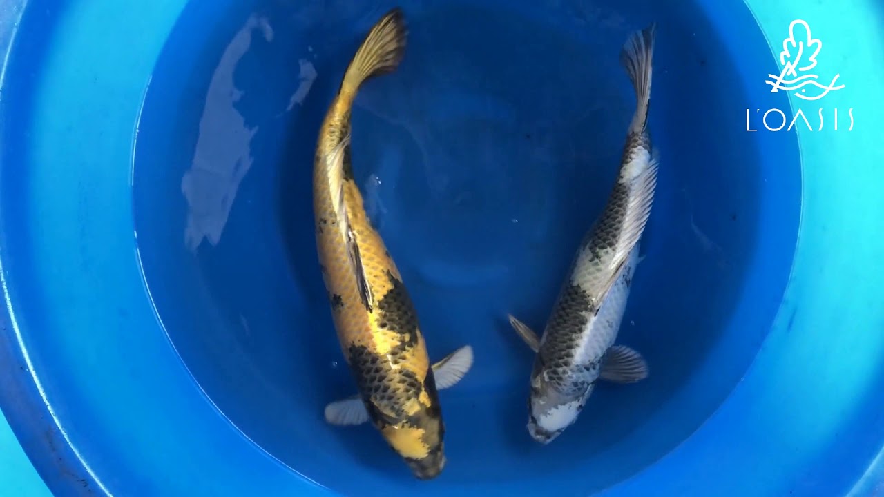 Kin Ki Utsuri - Gin Shiro Utsuri Koi Japon - YouTube