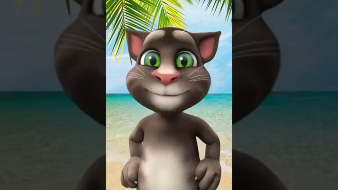 Gato Tom Insultando A Un Borracho Masamorra 😂😂 - YouTube