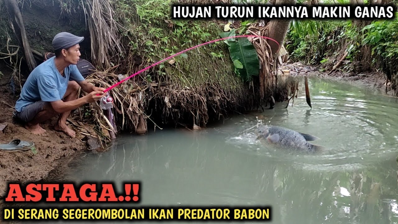 YA AMPUN.!! MANCING IKAN GURAMEH DI SUNGAI INI BIKIN LUPA SEGALANYA || HUJAN² IKAN TAMBAH GANAS ...