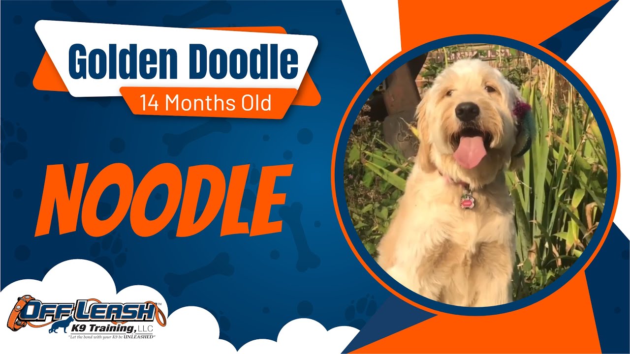 Mastering Obedience: Noodle's K9 Training Journey! - YouTube