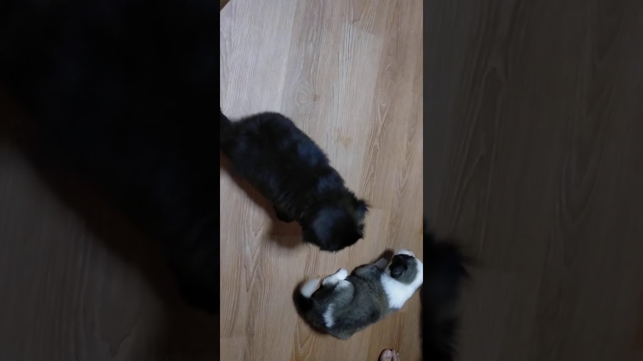 import liver line shih tzu - YouTube