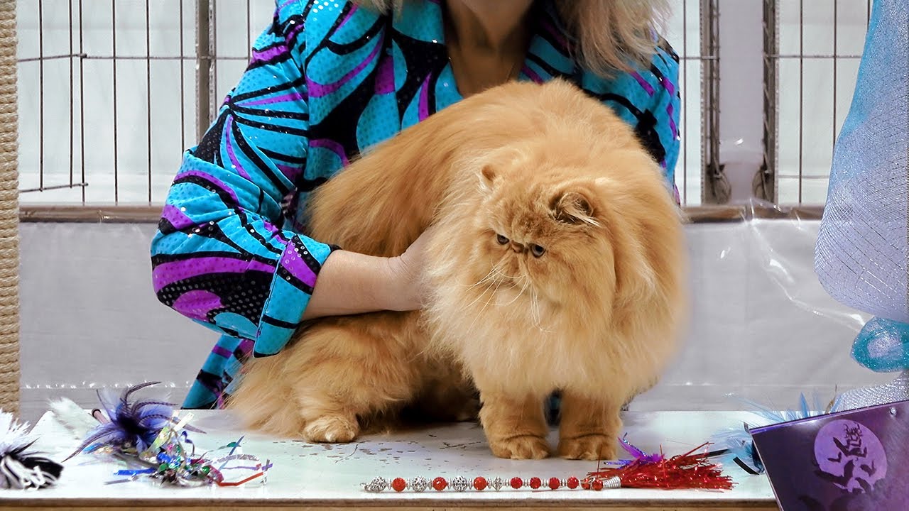 CFA International Show 2018 - Persian Championship class judging ...