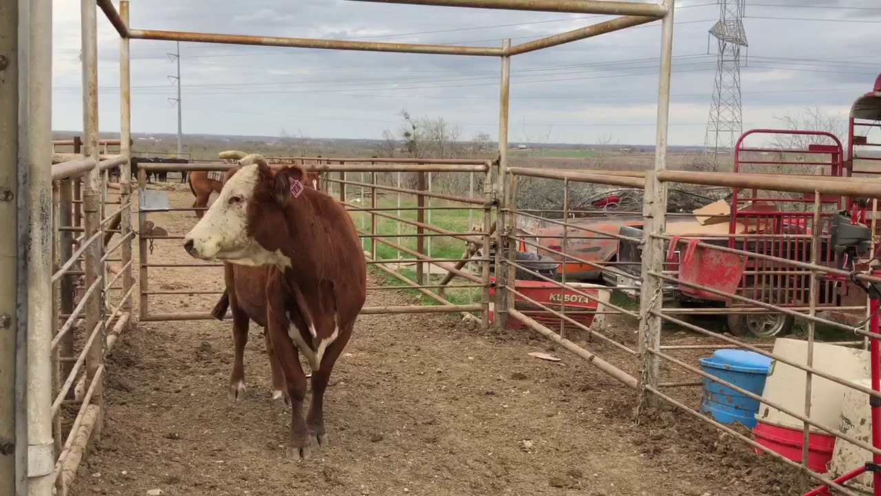 Red Motley Faced Cow, #18187 | Cattle for sale - YouTube
