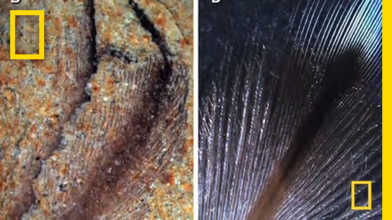 5-Foot Penguin Fossil Discovered | National Geographic - YouTube