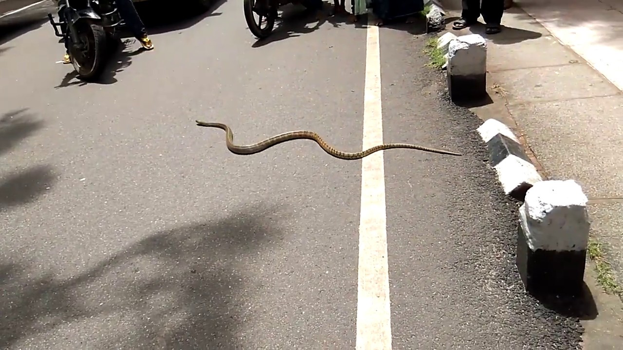 Big snake crossing the tirumala road near foot steps - YouTube