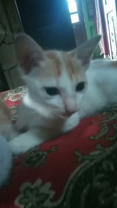 FIFTY FIFTY - Cupid Twin Ver. | sped up 8282 #shorts - YouTube