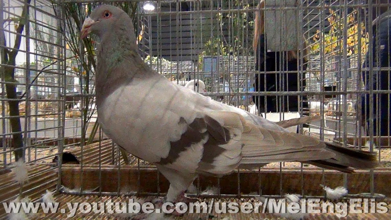 Pigeon Romain brun barré - Brie-Comte-Robert 2023 - الحمام الروماني ...