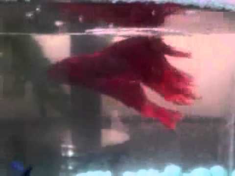Betta fish blowing bubbles! READ DESCRIPTION BEFORE ASKING ALREADY ...