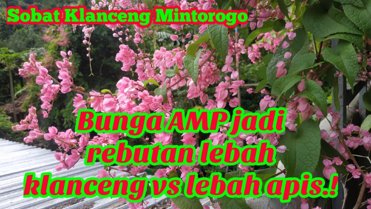 Bunga AMP jadi rebutan lebah klanceng vs lebah apis // Sobat Klanceng ...