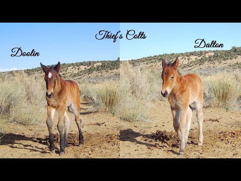 Thief's Bands Two New Colts: Doolin and Dalton | Wild Horse Foals of Spring April 5 2025