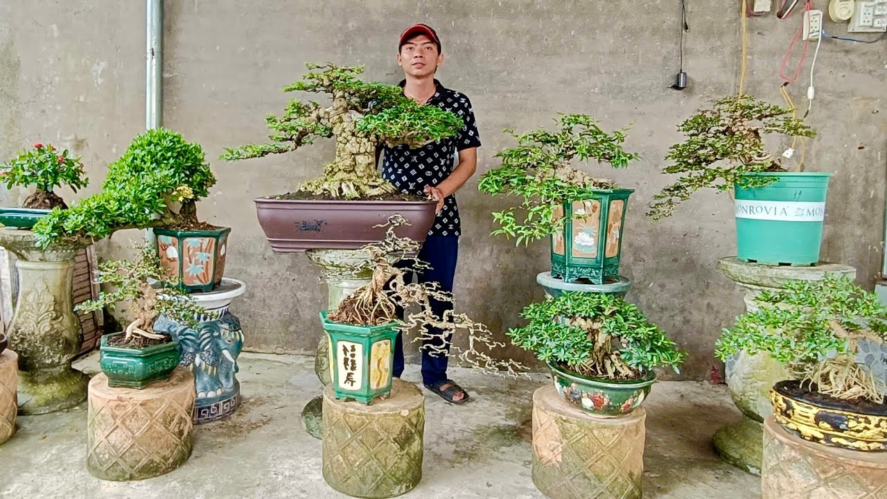 Minh Han 4/10 chào bán bonsai Mai Chiếu Thủy, Linh Sam và nhiều cây ...
