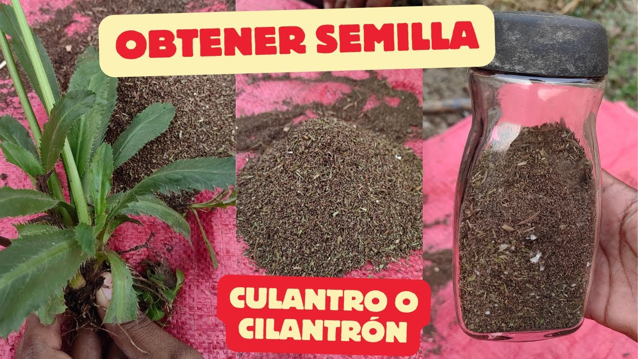 Como EXTRAER la SEMILLA de CULANTRO o CILANTRÓN | Semillas de recao o ...