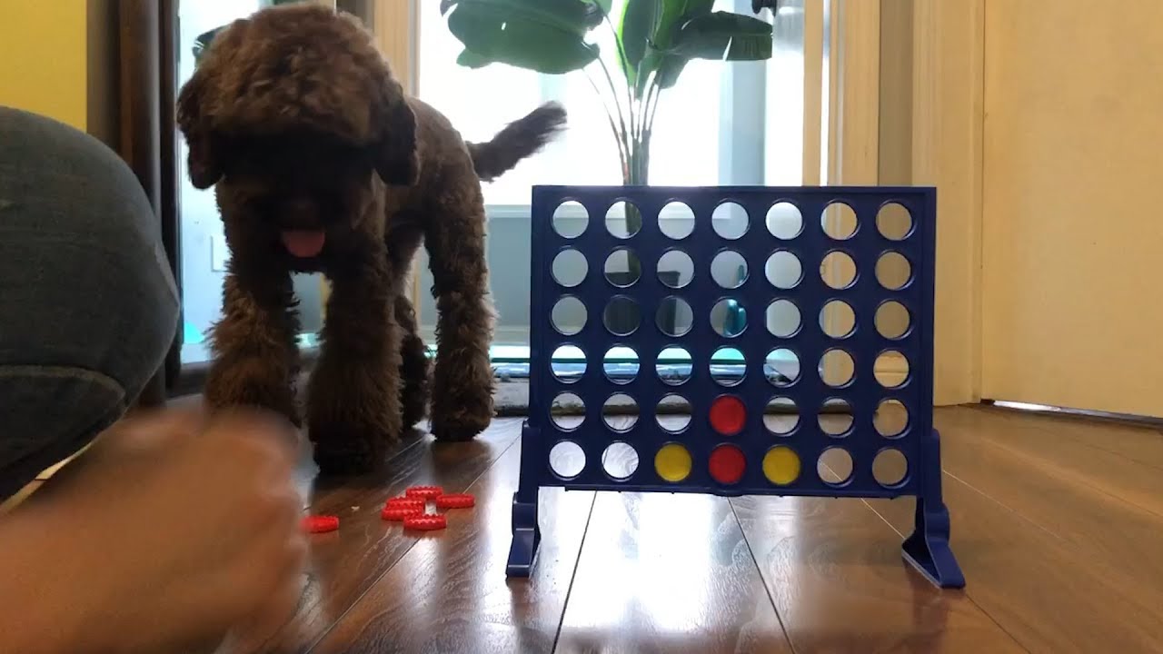 Clever Dog Plays Connect 4 With Canadian Owner - YouTube