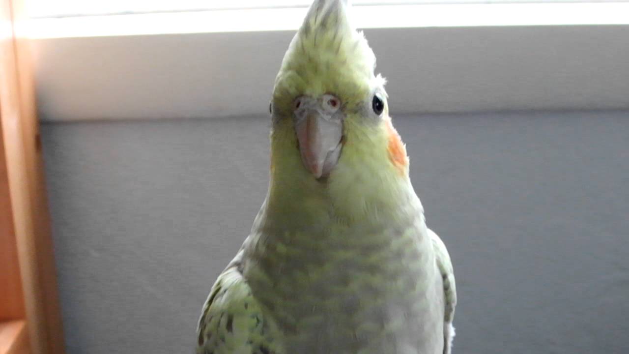 Tink Dramatic Head Turn (No Music) - YouTube