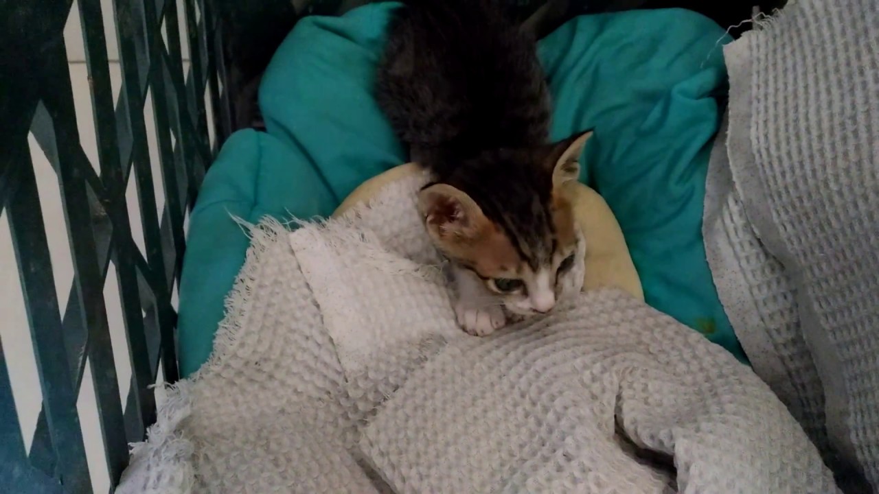 Cute baby little kitten sleeping and yawning I cat I meow - YouTube