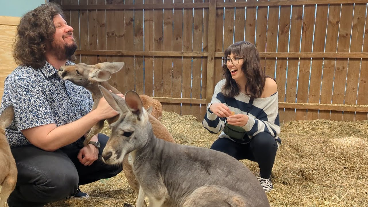 Kangaroo Walkabout Experience | Sustainable Safari Maplewood - YouTube