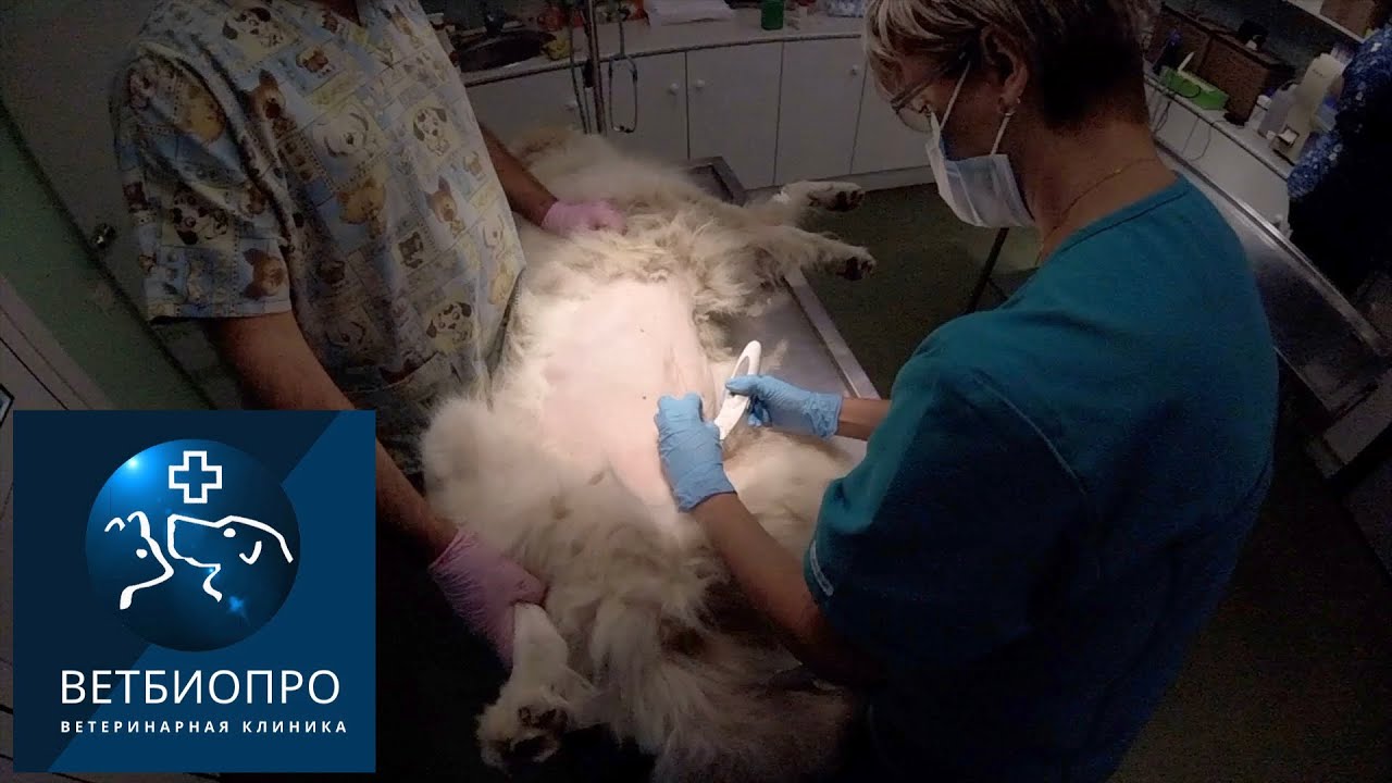 Спленэктомия у собаки. Splenectomy on Dog. - YouTube