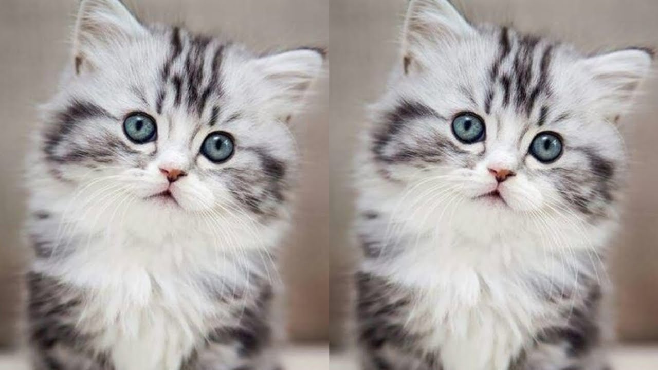 Kompilasi Tik Tok Kucing Lucu - YouTube