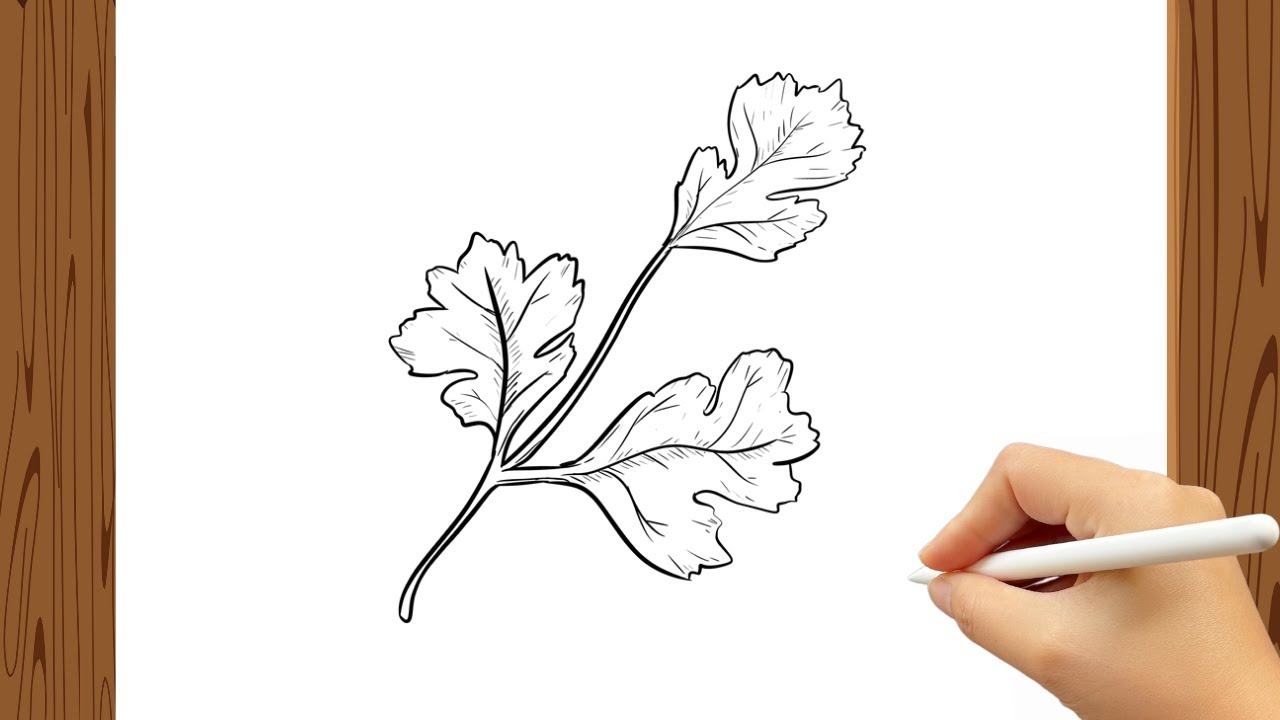 How to Draw Cilantro - YouTube