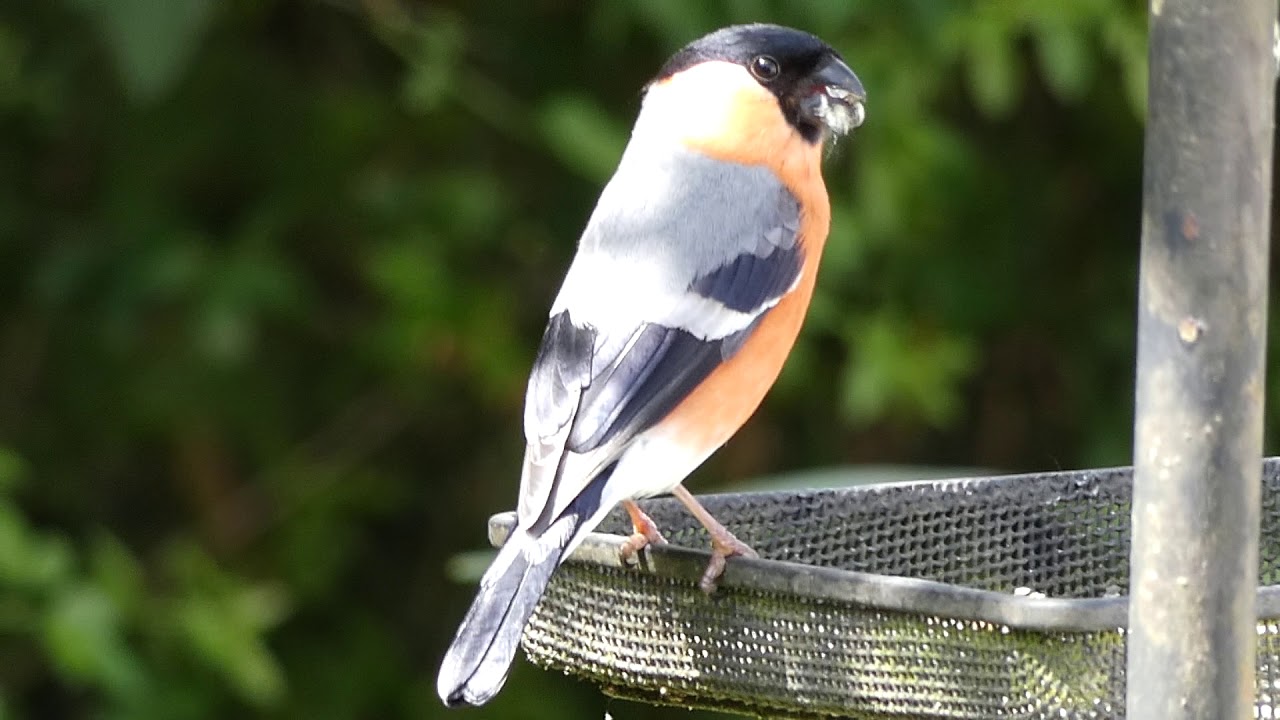 Cock Bull Finch. - YouTube