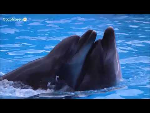عشاق الطبيعة💞 مع موسيقي رومانسي