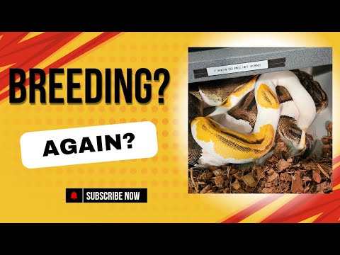 Breeding Ball Pythons, April Locks - YouTube