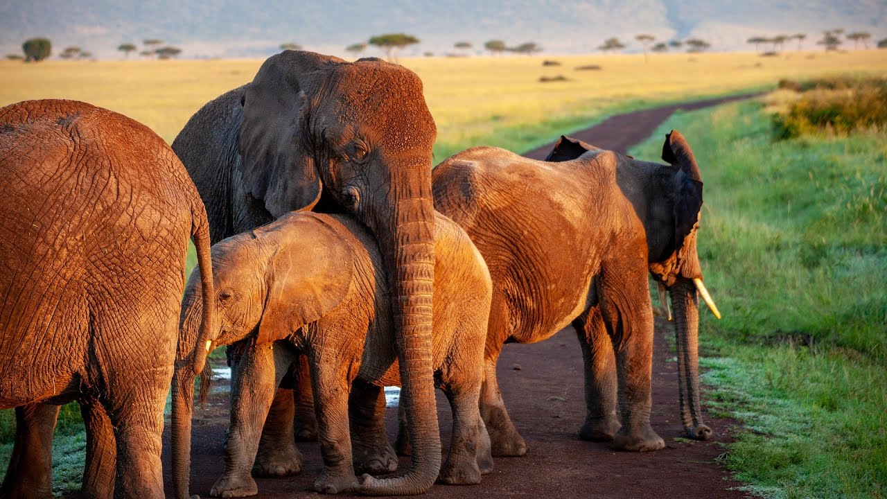 Elephants 101: Everything You Need to Know! - YouTube
