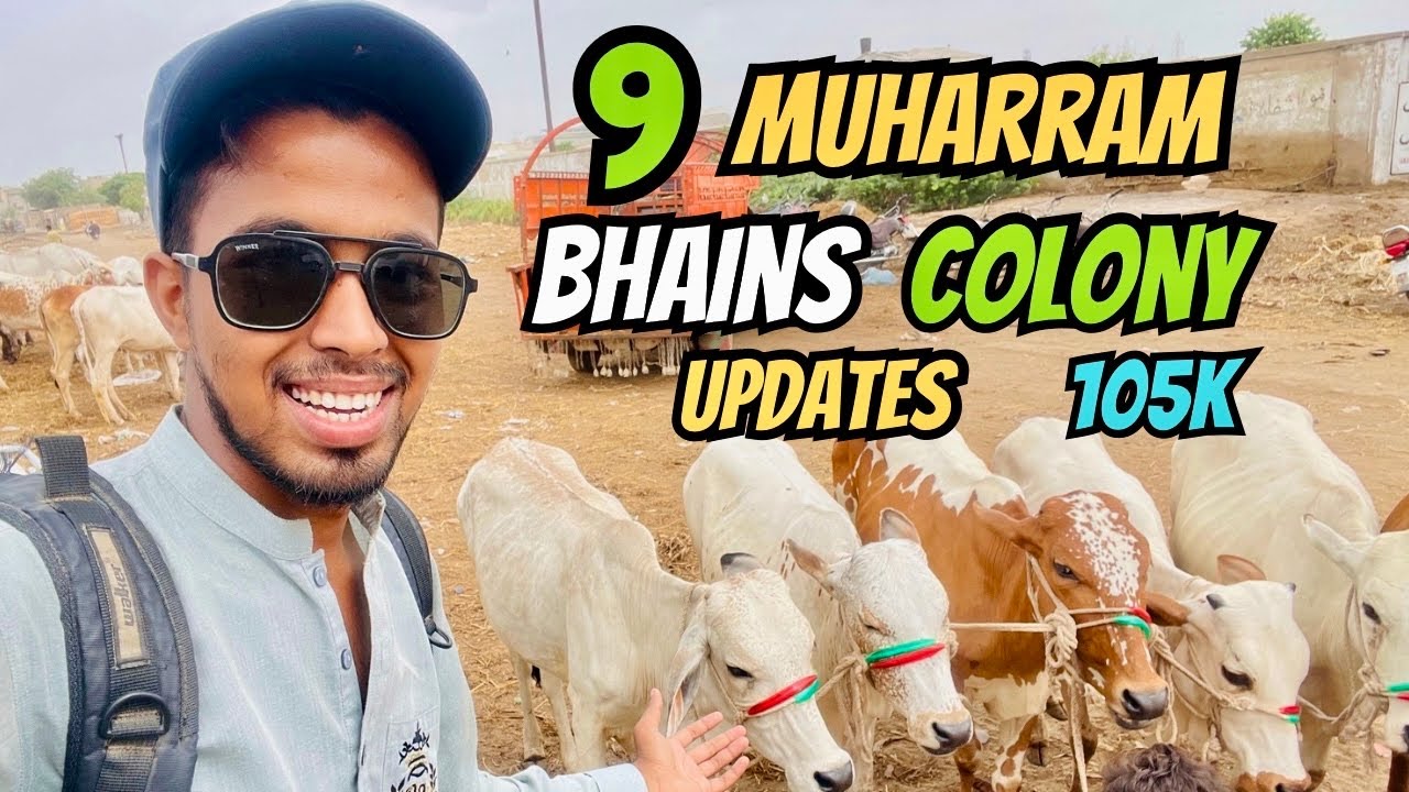 9 Muharram Ko Bhains Colony Mandi Mein Qeemat Mein Bari Kami | Cow ...