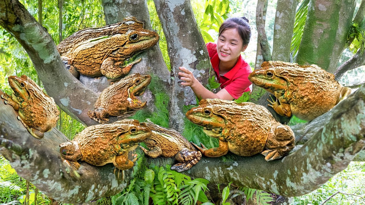 How To Catch Wild Frogs - Harvesting fruits and vegetables from the ...