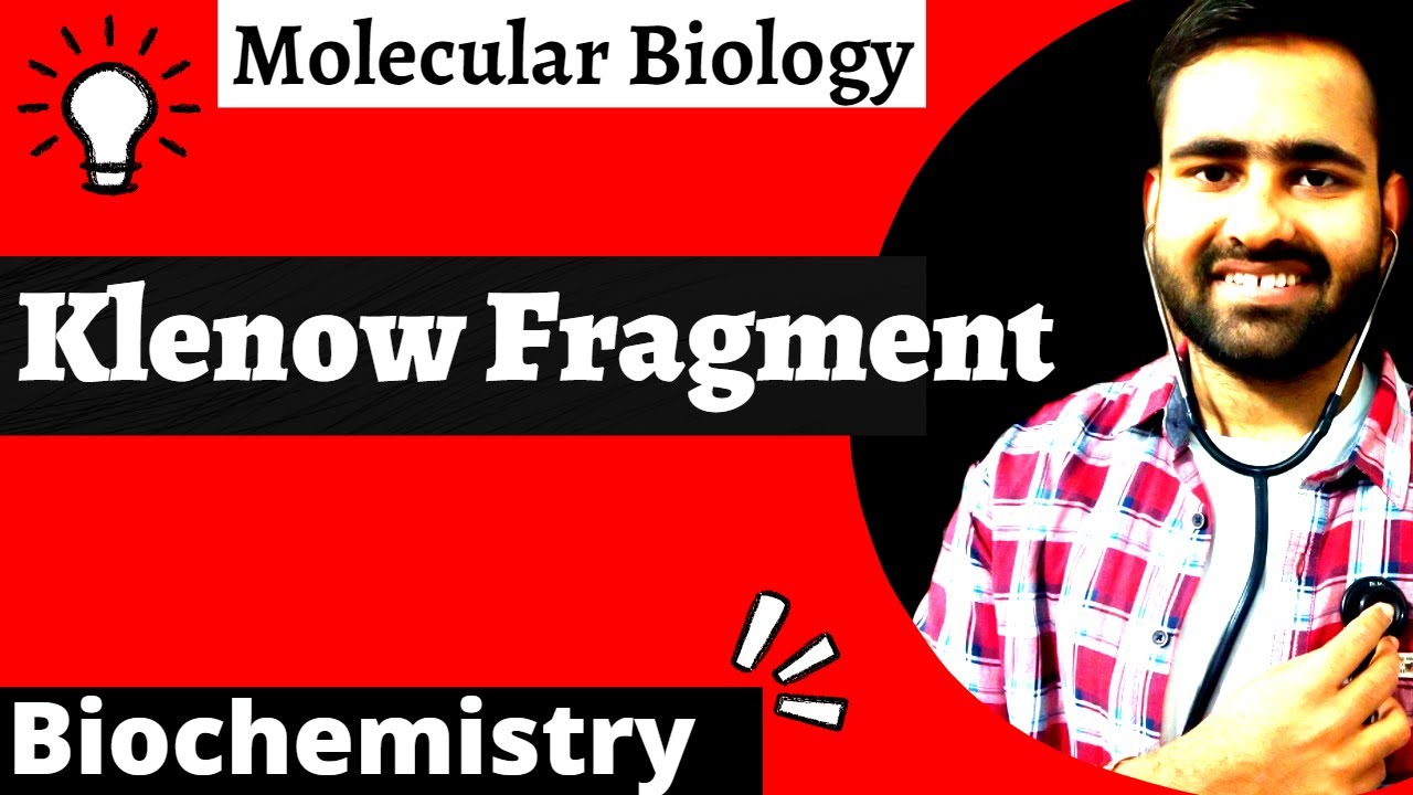 Klenow Fragment || Molecular Biology || Biochemistry - YouTube